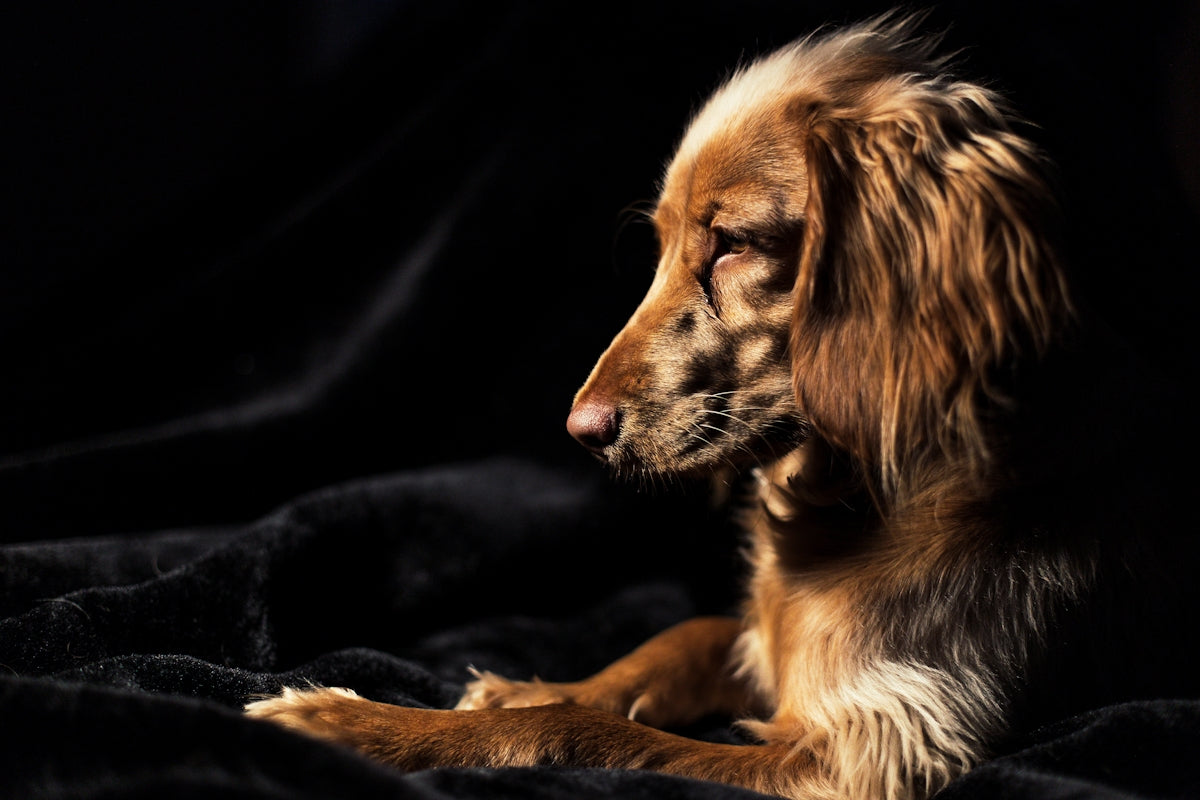 Recognizing and Addressing New Lumps on Dogs: Natural Remedies and ...