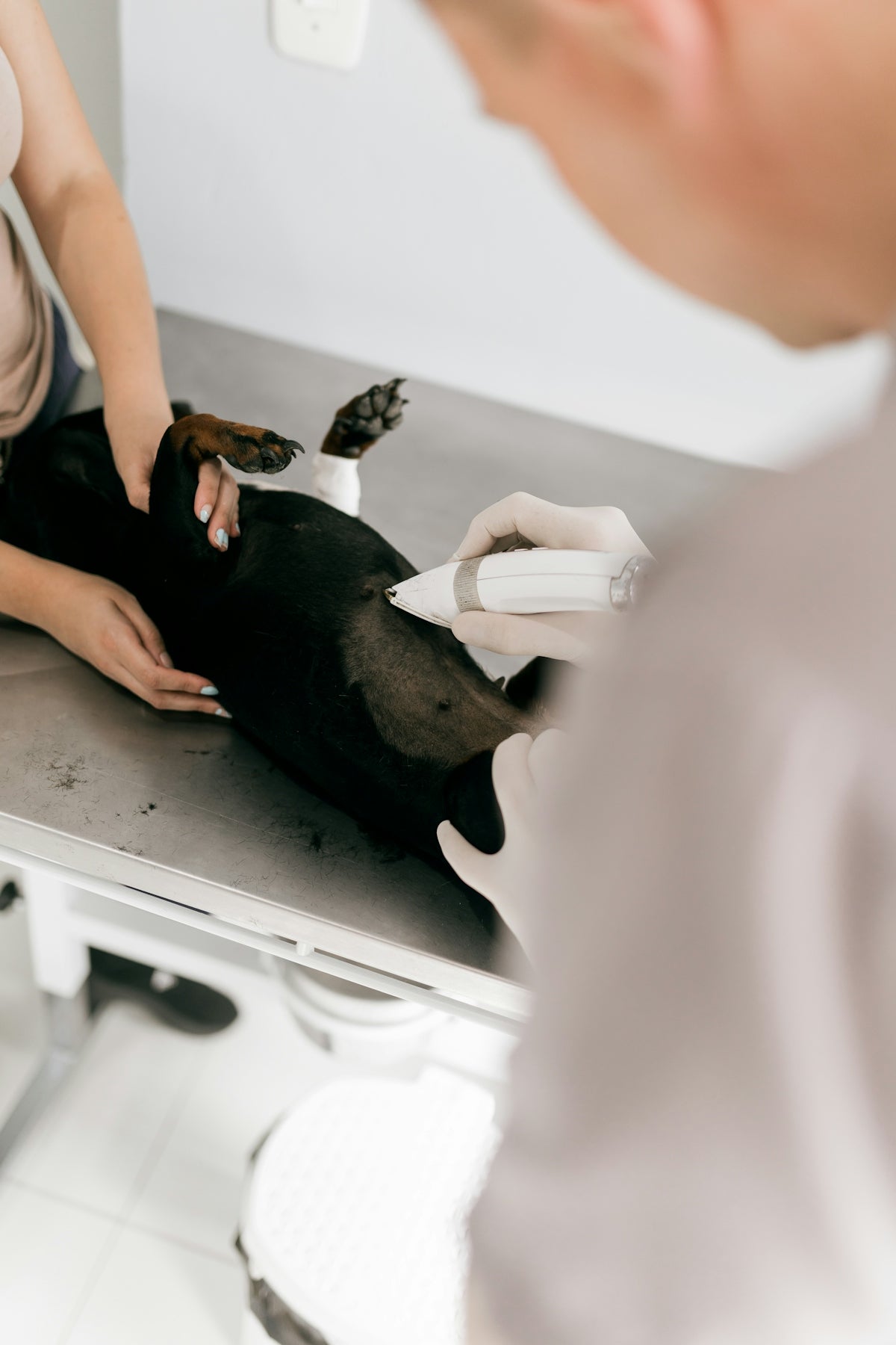 Considering a Dog Tumor Surgery Estimate: Essential Vet Questions to ...